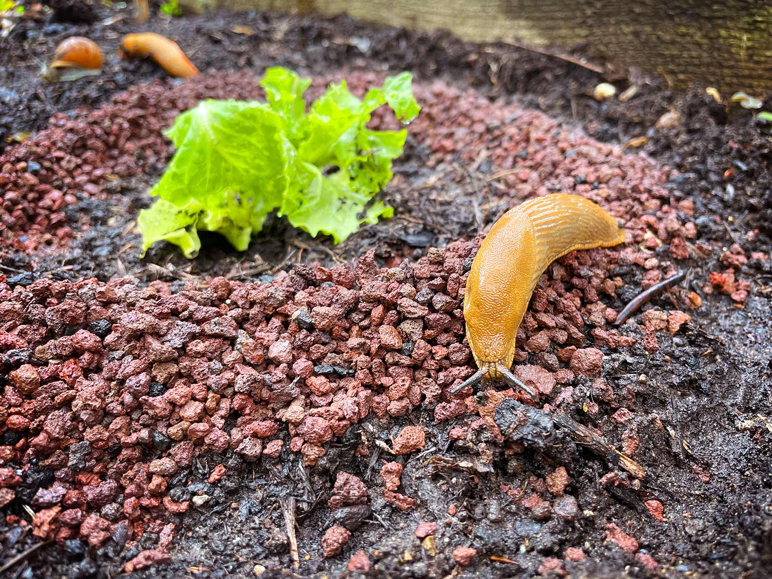 Slugs and snails - treatment and control | Love The Garden