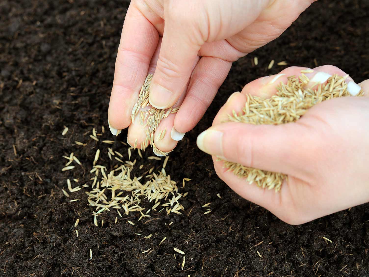 How to sow grass seed for the perfect lawn | Love The Garden
