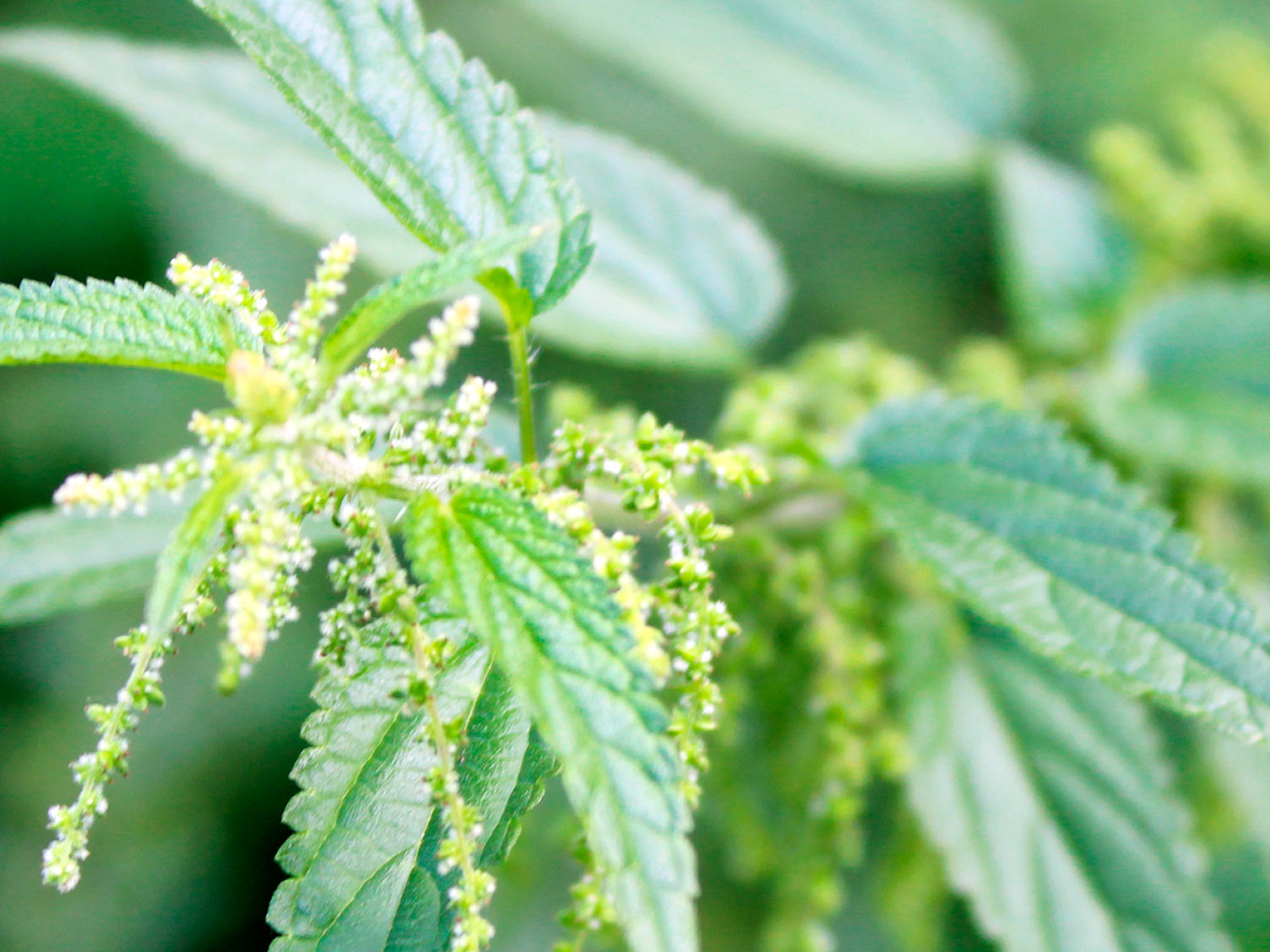 Weed control | Love The Garden