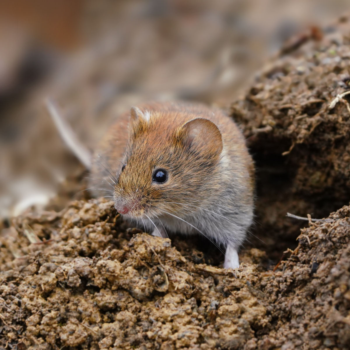 Zo zorg je voor een prachtige tuin in mei | Ilovemygarden