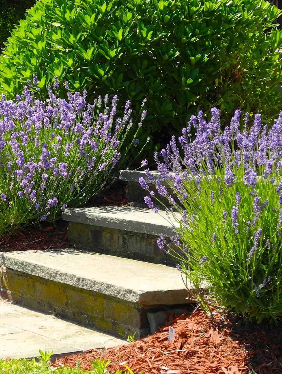 Debco | Love The Garden