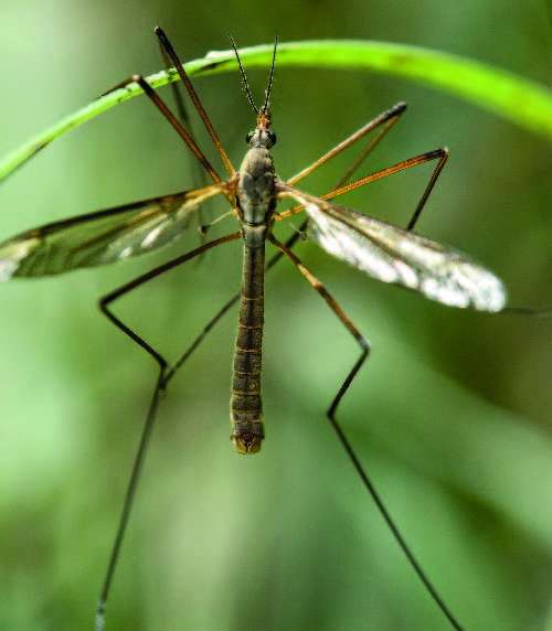 Crane Flies | Love The Garden