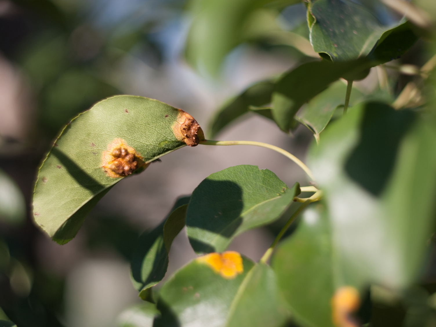 Rdza gruszy, jałowca – jak ją zwalczać? | Love The Garden