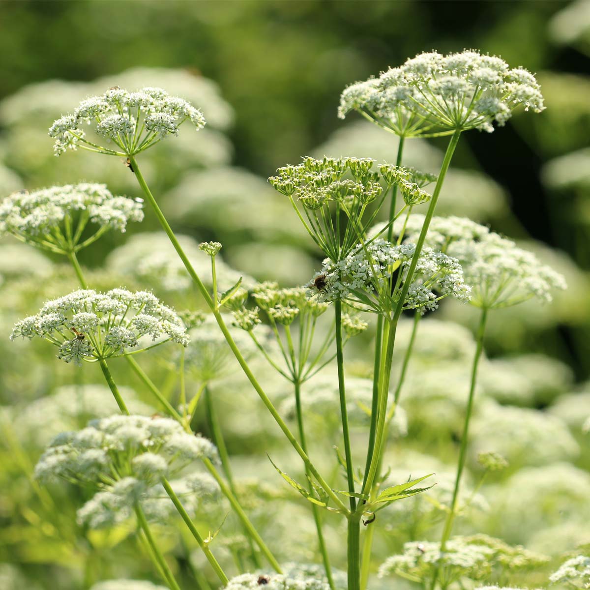 Zevenblad herkennen en bestrijden | I Love My Garden