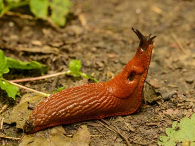 Hoe kan je slakken snel en efficiënt bestrijden?