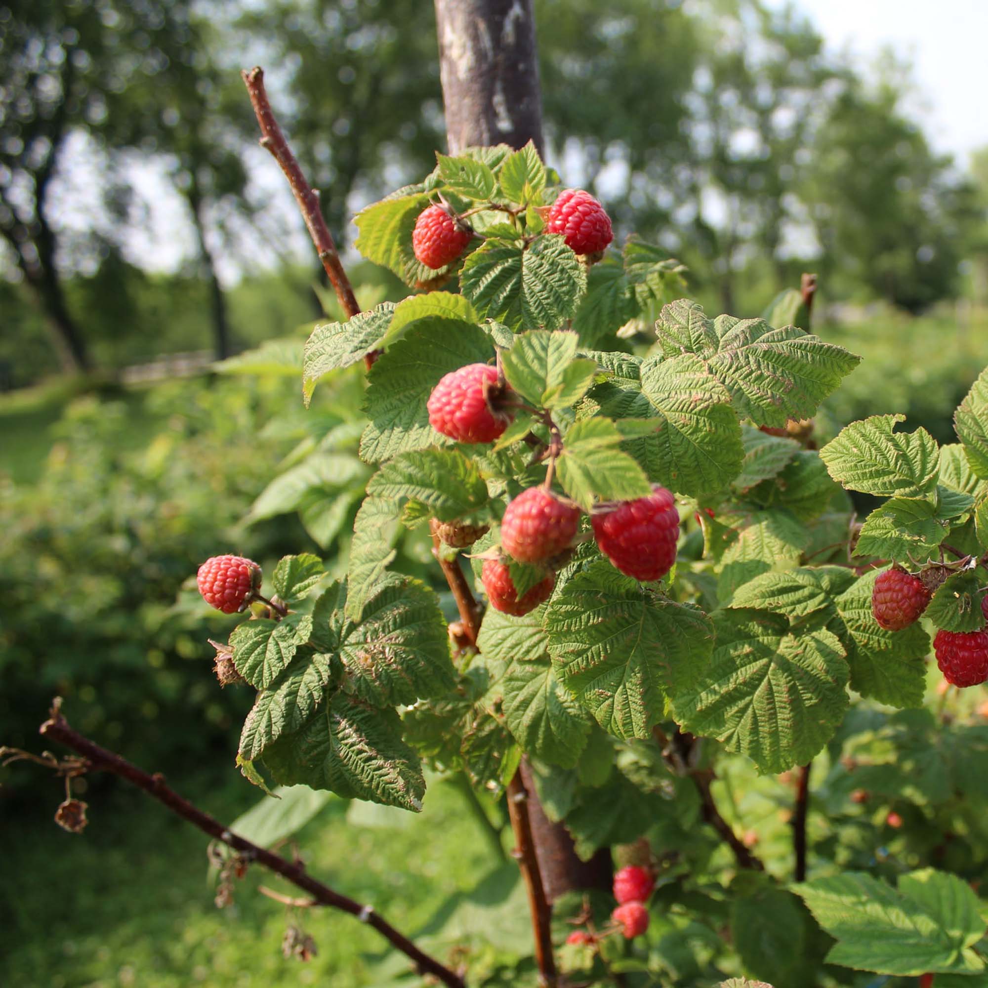 Wanneer moet je frambozen planten? - My Nature Buddy