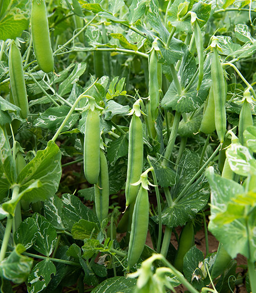 Growing guides | Love The Garden