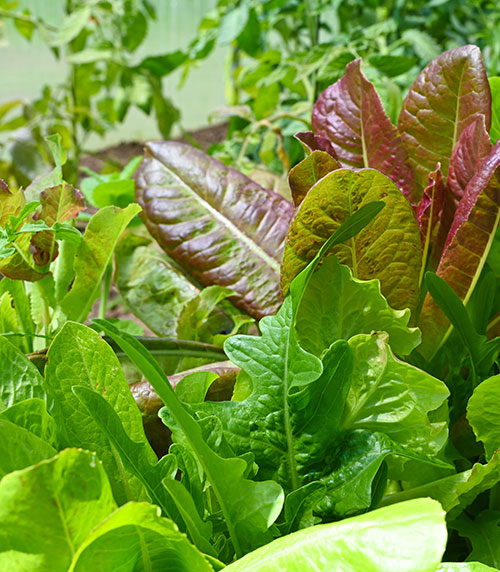 Growing guides | Love The Garden