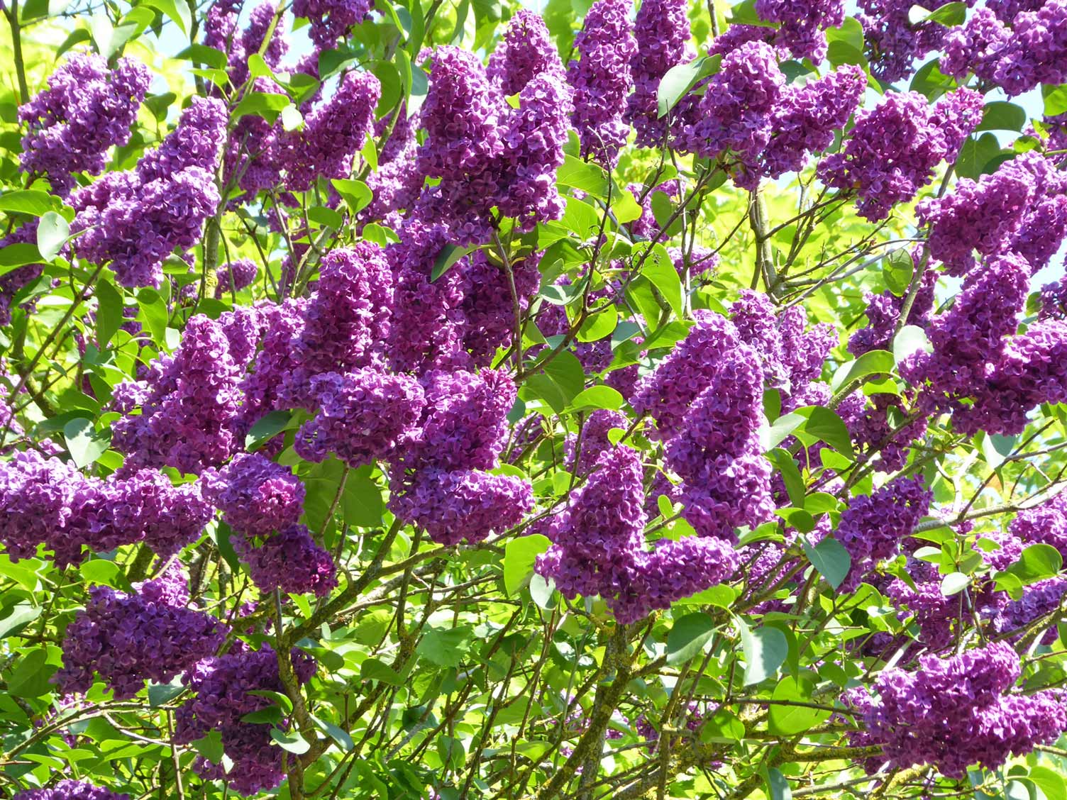 Growing guides | Love The Garden
