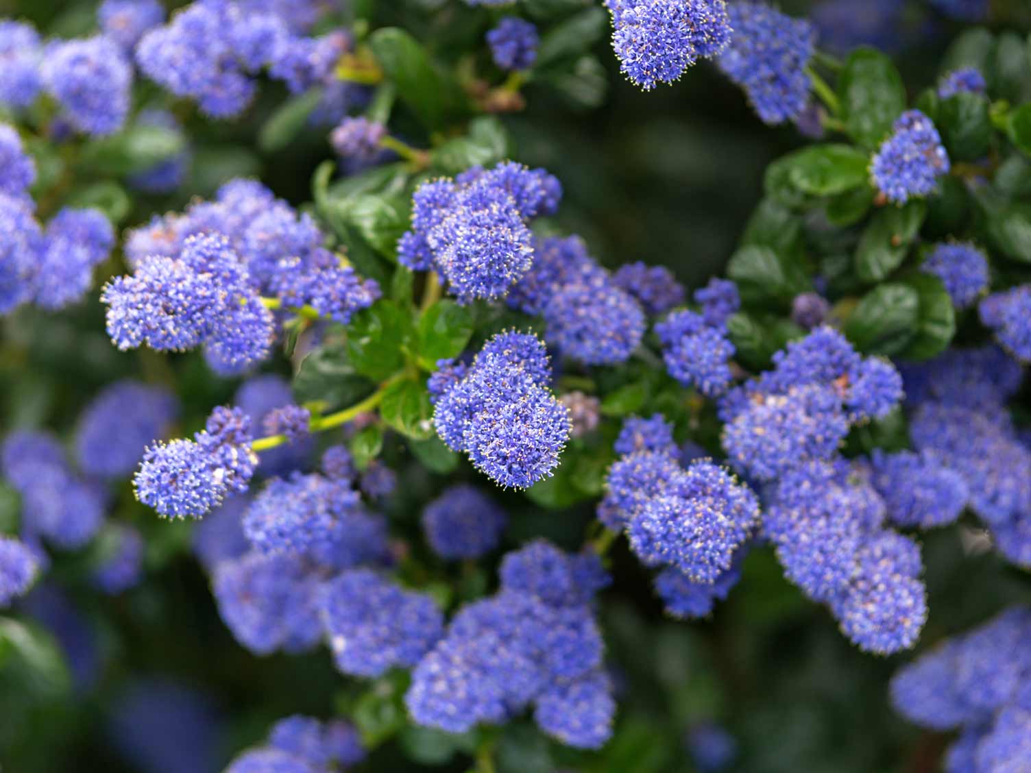 Growing guides | Love The Garden