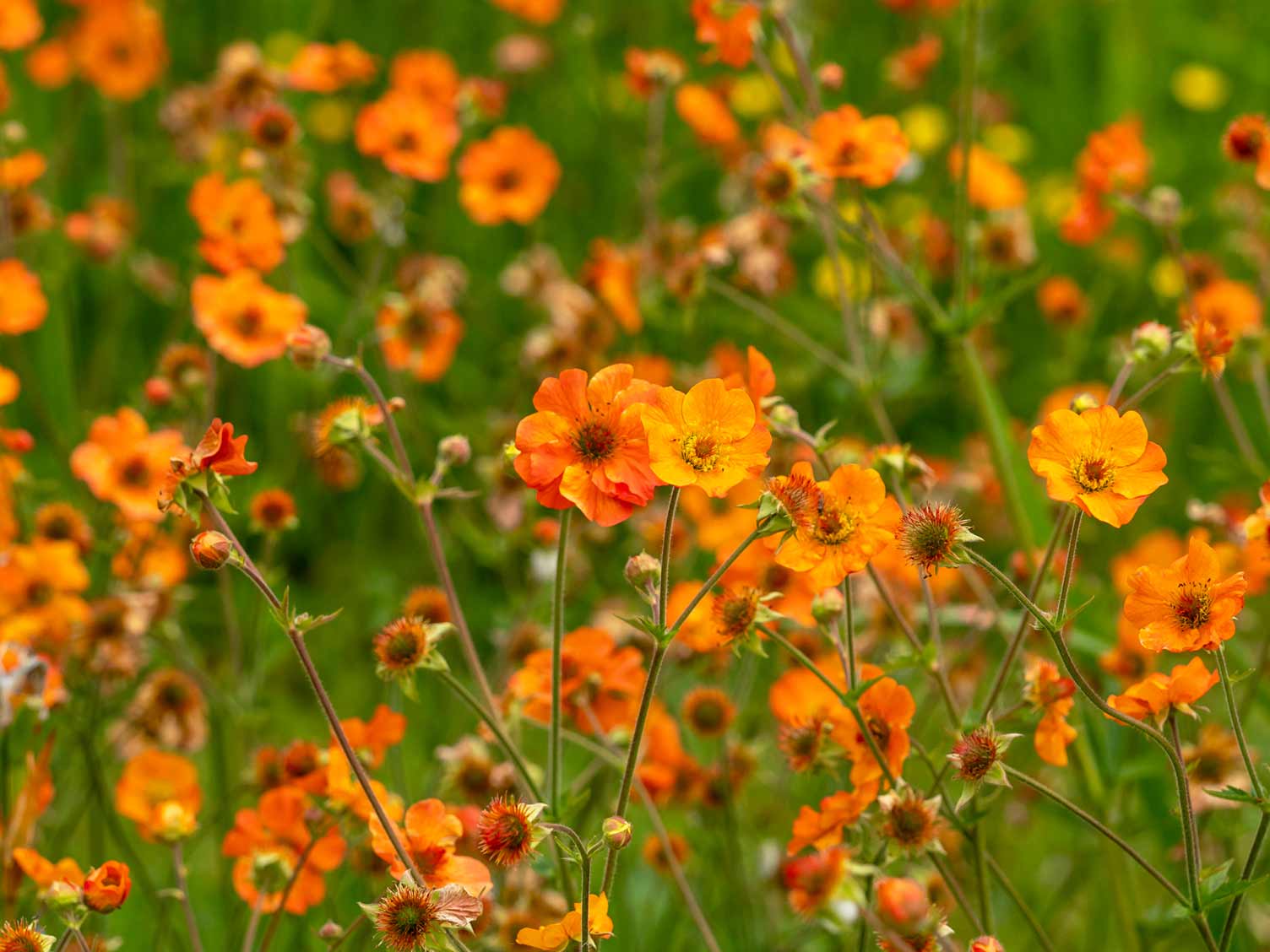 Growing guides | Love The Garden