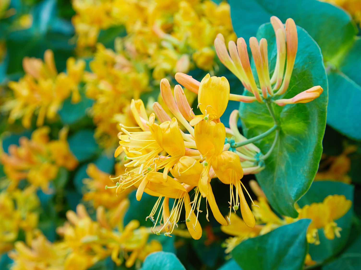 Growing guides | Love The Garden