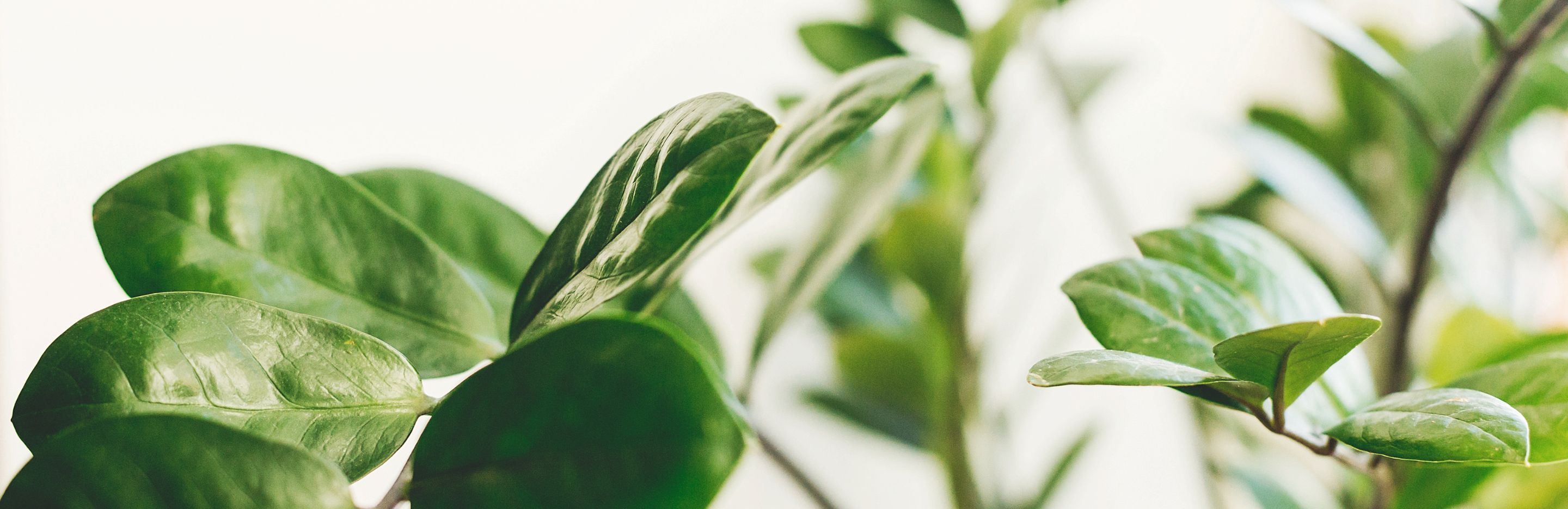 How To Grow and Care For Zanzibar Gem Plants In 5 Easy Steps