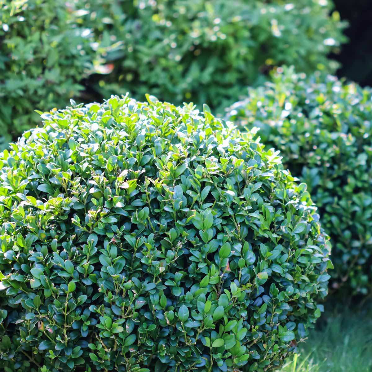 Alle gidsen voor tuin en moestuin | Ilovemygarden