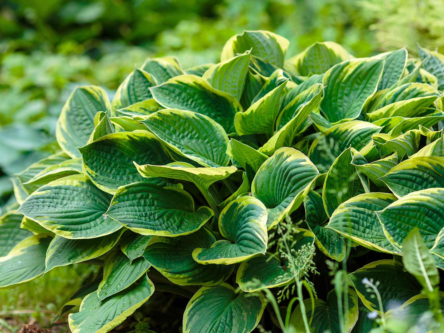 Gardening in January | Love The Garden