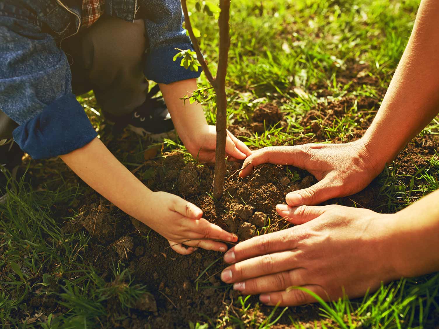 How to plant a tree | Love The Garden