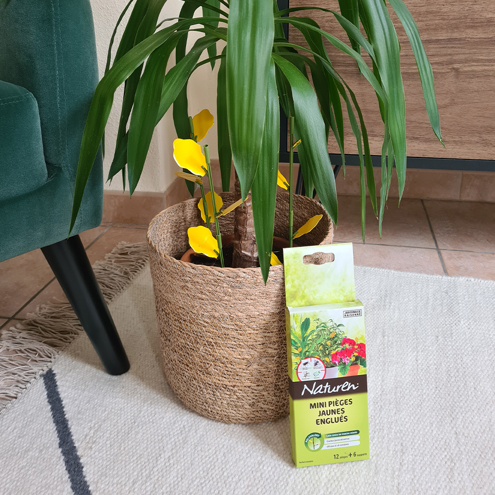 Naturen® Mini-pièges jaunes pour plantes de la maison et balconnières ...