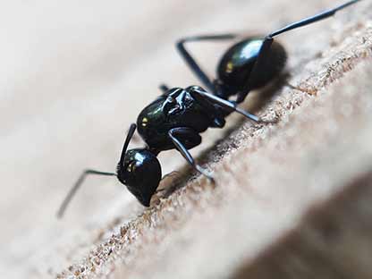 AntClear™ Ant Control Granules Ultra 300g