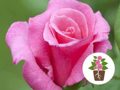 Levington® Peat Free Rose, Tree & Shrub Compost 50 litres