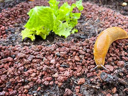 SlugClear™ Slug & Snail Barrier 2.5kg