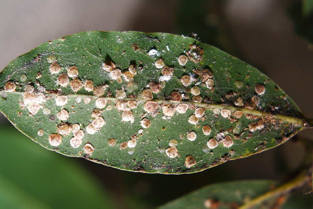 Comment Se Débarrasser Des Cochenilles ? | La Pause Jardin