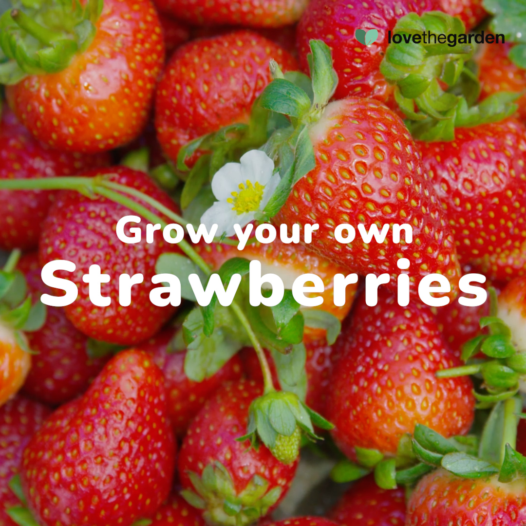 Grow your own Potatoes | Love The Garden