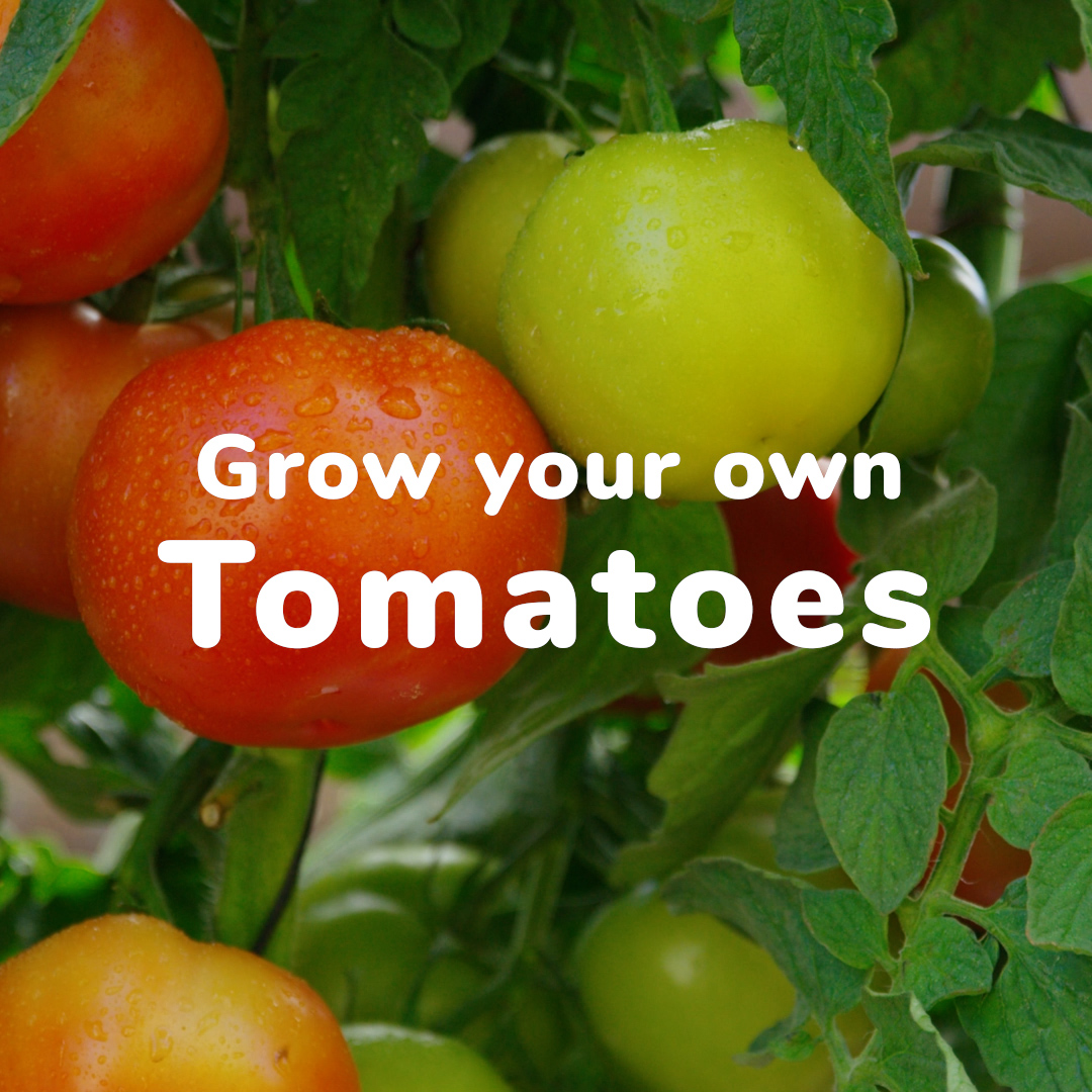 Grow your own courgettes | Love The Garden