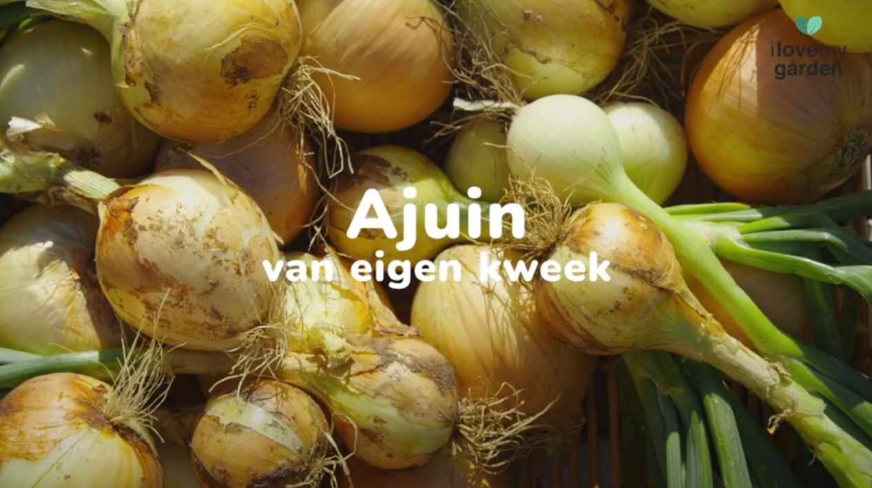 Bekijk onze video's | Ilovemygarden