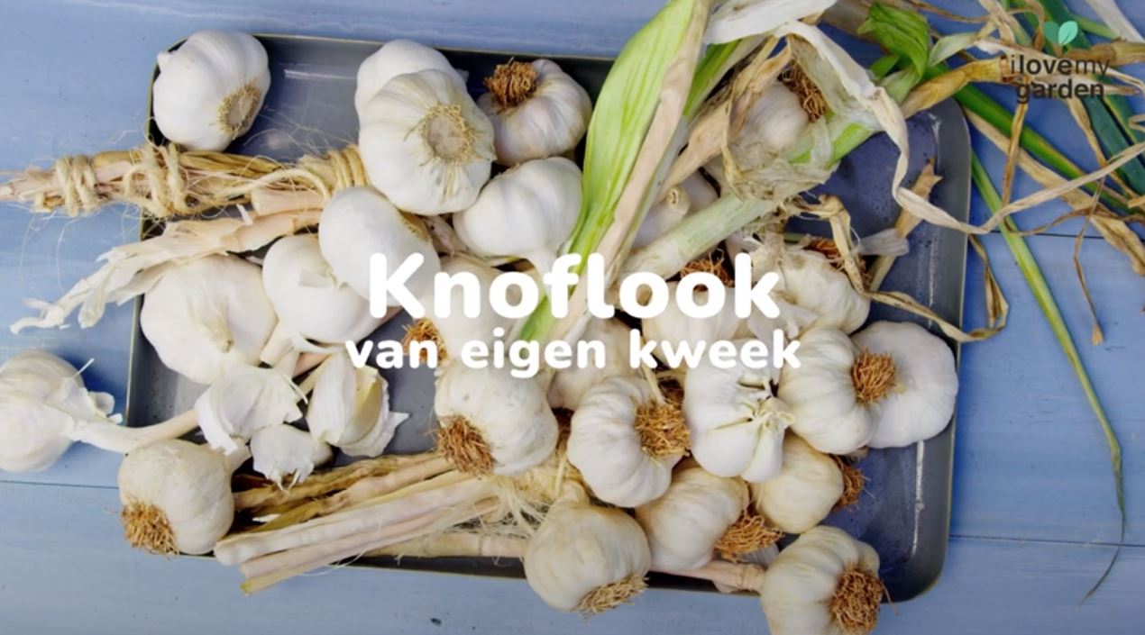 Hoe kun je chilipepers kweken ? | Ilovemygarden