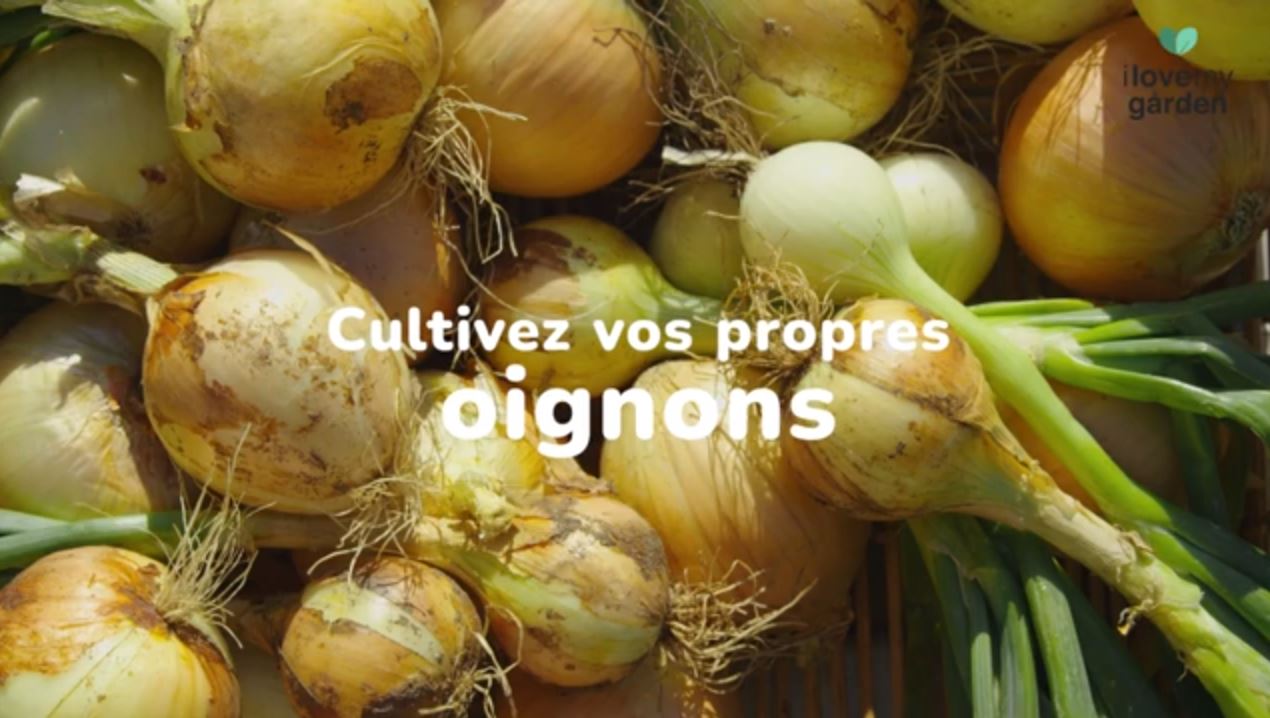 Cultivez vos propres oignons de printemps | Ilovemygarden
