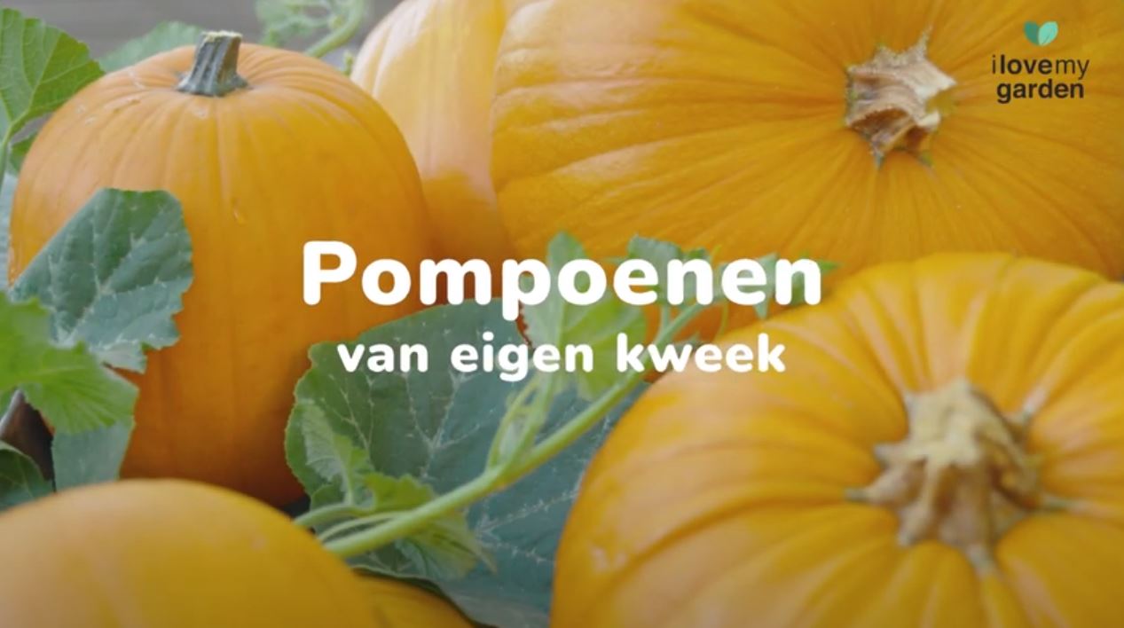 Hoe courgettes kweken? | Ilovemygarden