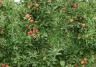Kersenbomen snoeien doe je zo | Ilovemygarden