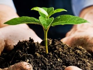 Applying plant feed and fertiliser | Love The Garden