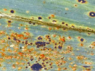 Liverworts - treatment and control | lovethegarden