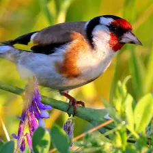 19 common British birds in your garden | lovethegarden