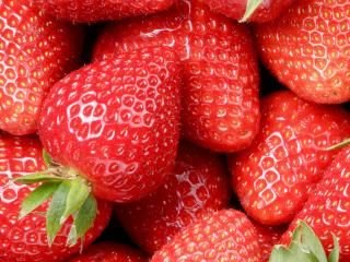 Fruits Rouges : Planter et Entretenir | La Pause Jardin