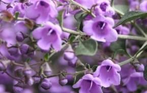 The Ultimate Guide to Growing Herbs - Love The Garden
