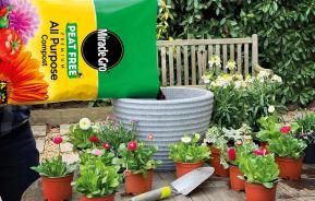 How to grow and care for silver birch | lovethegarden