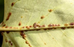 Hortensia snoeien: hoe en wanneer snoeien? | Ilovemygarden