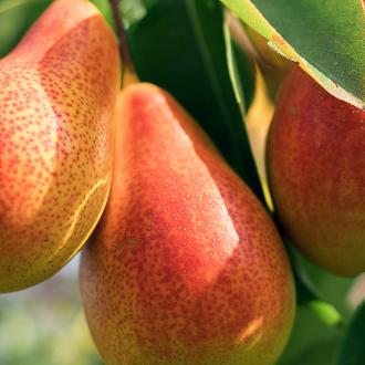 How to Grow Your Own Fruit | Love The Garden