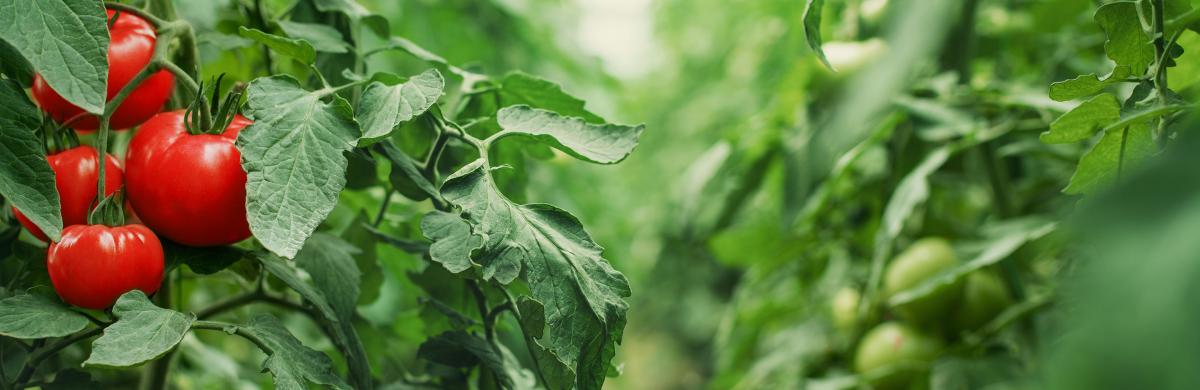 Obstbaumspinnmilbe frühzeitig bekämpfen | Liebe Deinen Garten