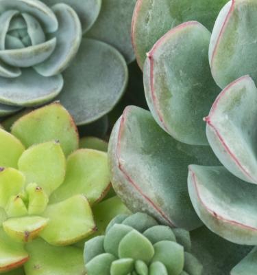 The Essential Guide to Cacti and Succulents | Love The Garden