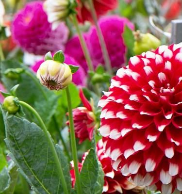How To Grow Herbaceous Perennials Love The Garden