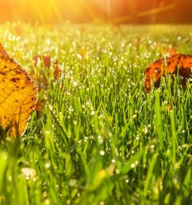 The Ultimate Guide To Lawn Care In Autumn | Love The Garden