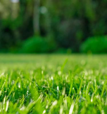 A complete guide to lawn and grass feeding | Love The Garden