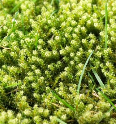 How To Get Rid Of and Prevent Moss In Lawns in 4 Easy Steps | Love The ...