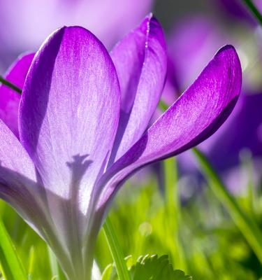 How To Grow Saffron A Complete Planting Guide