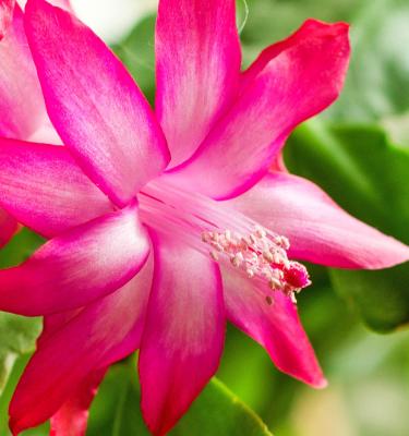 Christmas cactus flower store