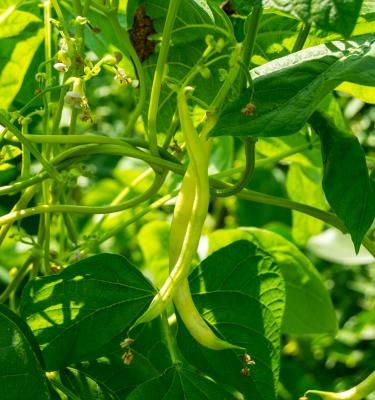 Growing & Caring for Runner Beans | Love The Garden