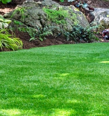 Trawnik w cieniu – wysiew i pielęgnacja | Love The Garden